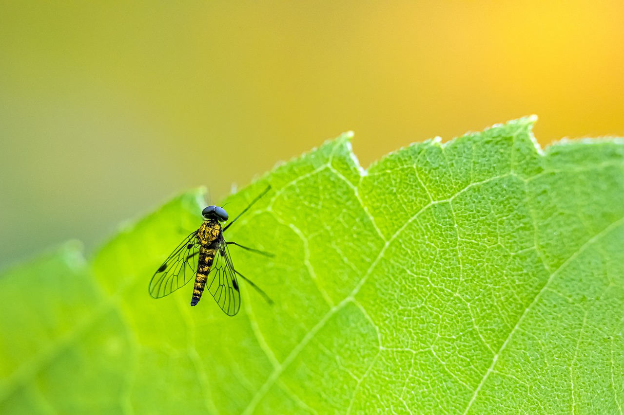 Chasser les mouches des fruits avec des pièges et les empêcher de se ...