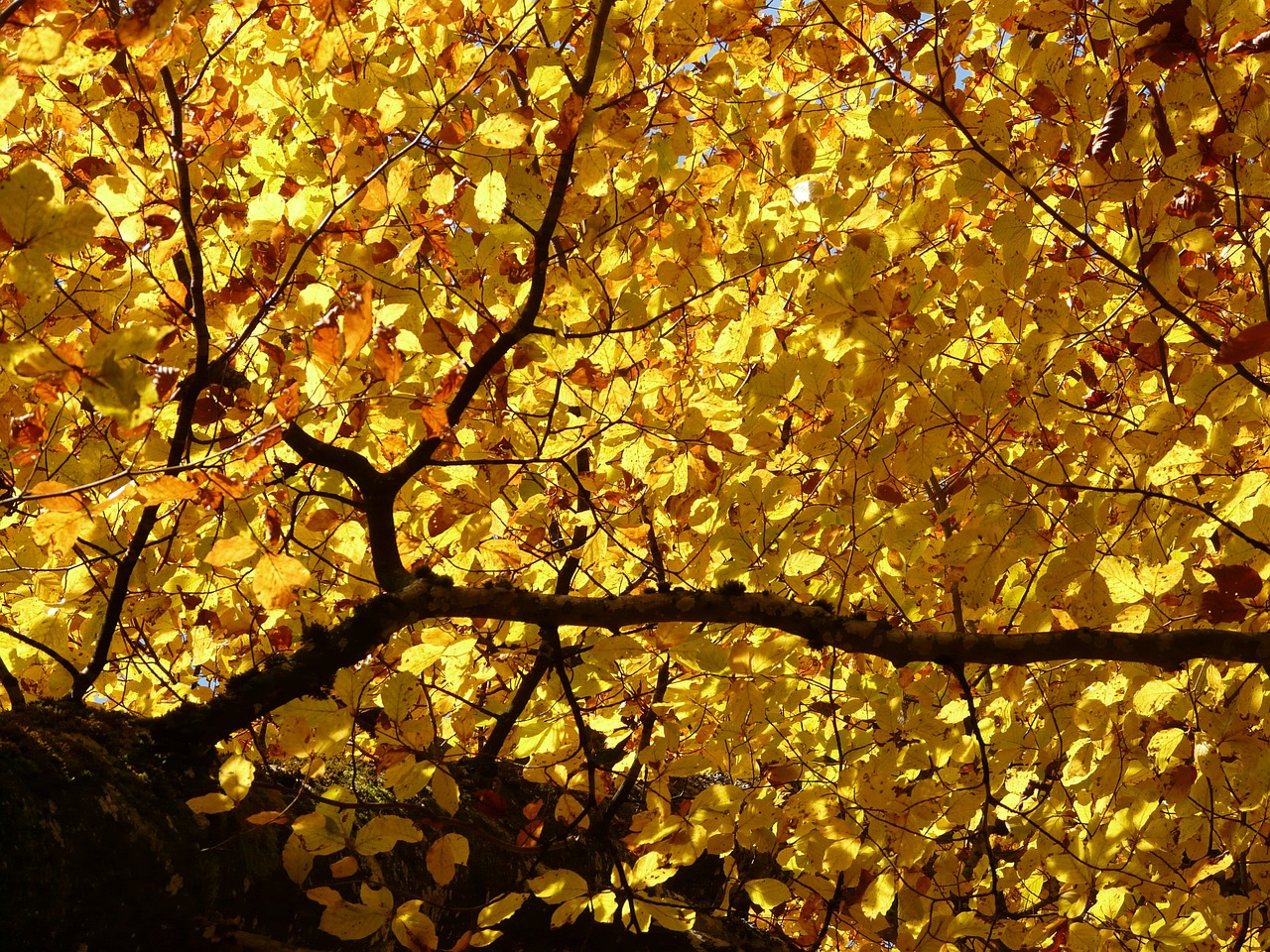 Eau jaune au robinet : causes & solutions - EchhO